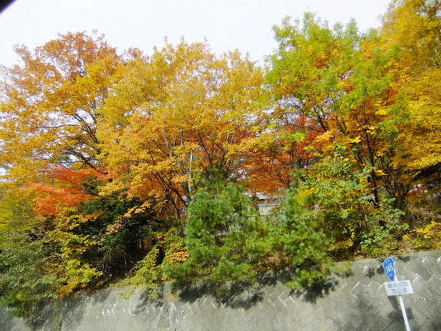 北軽井沢の紅葉: UTT Lab.